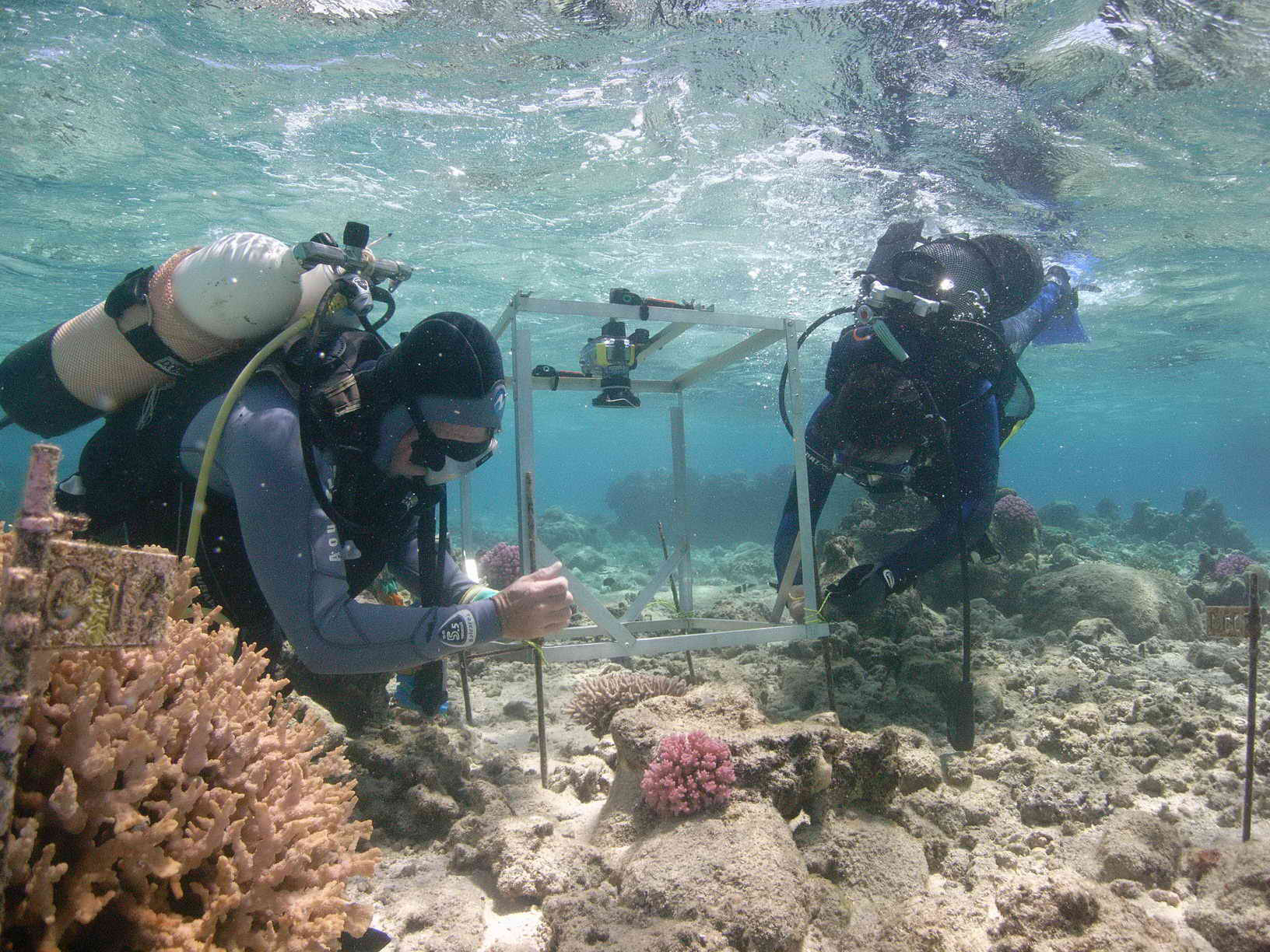 Coral reefs are a valuable and sensitive natural asset